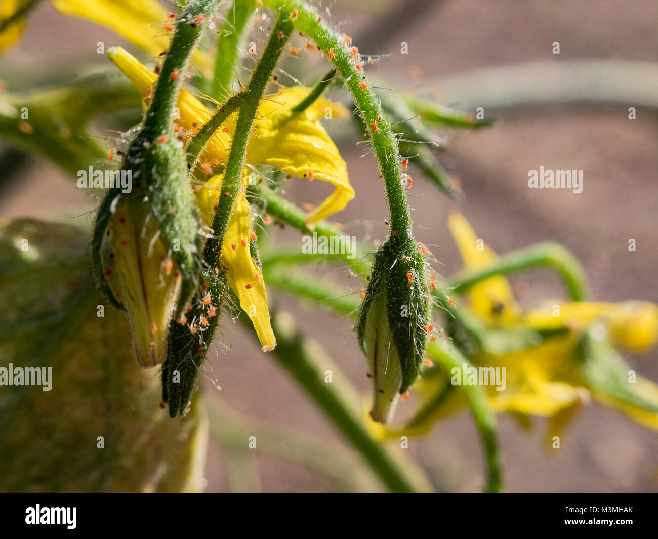 Pests - small red spider on the tomato plant, harming the plant Stock ...