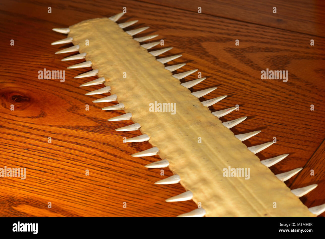 Sawfish hi-res stock photography and images - Alamy