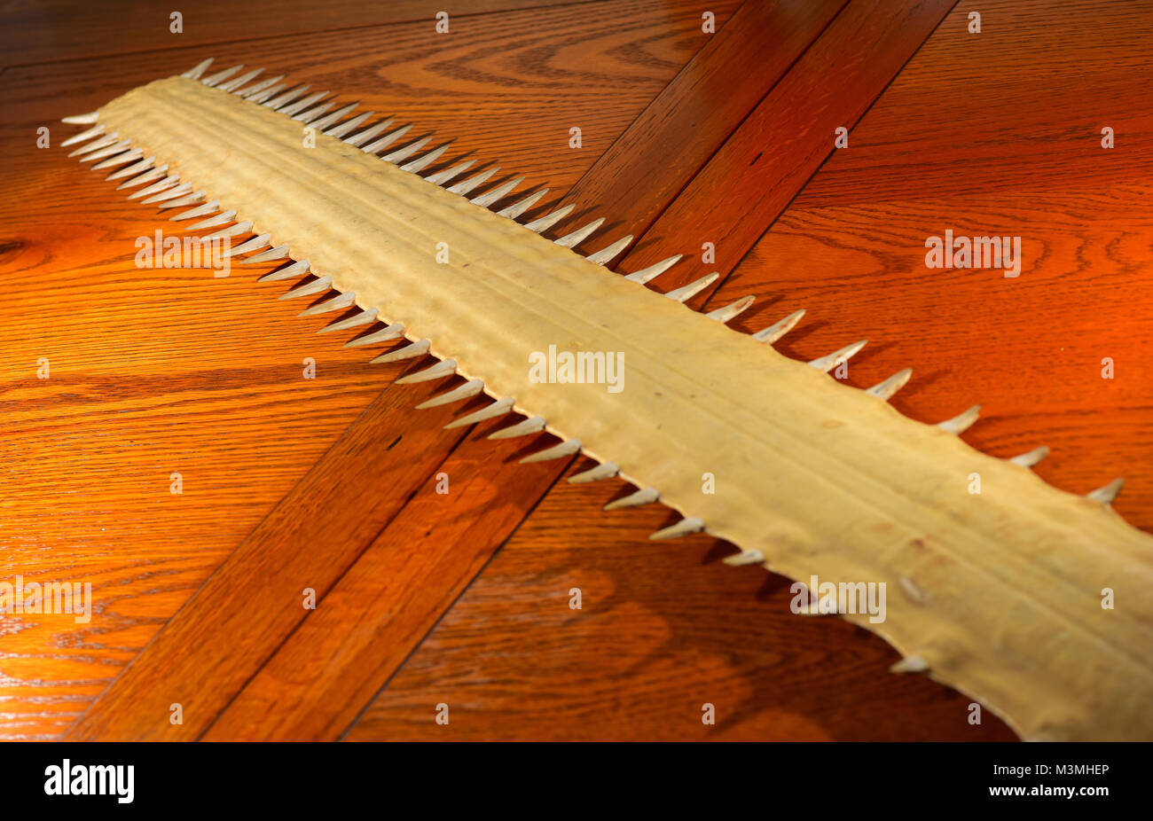 Sawfish hi-res stock photography and images - Alamy