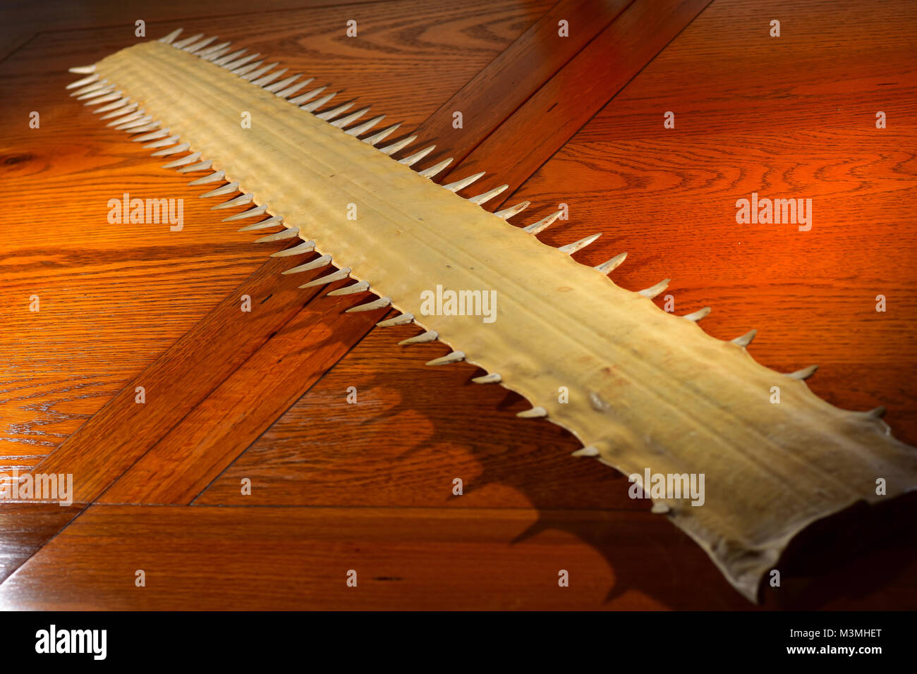 Saw of a Sawfish Stock Photo - Alamy