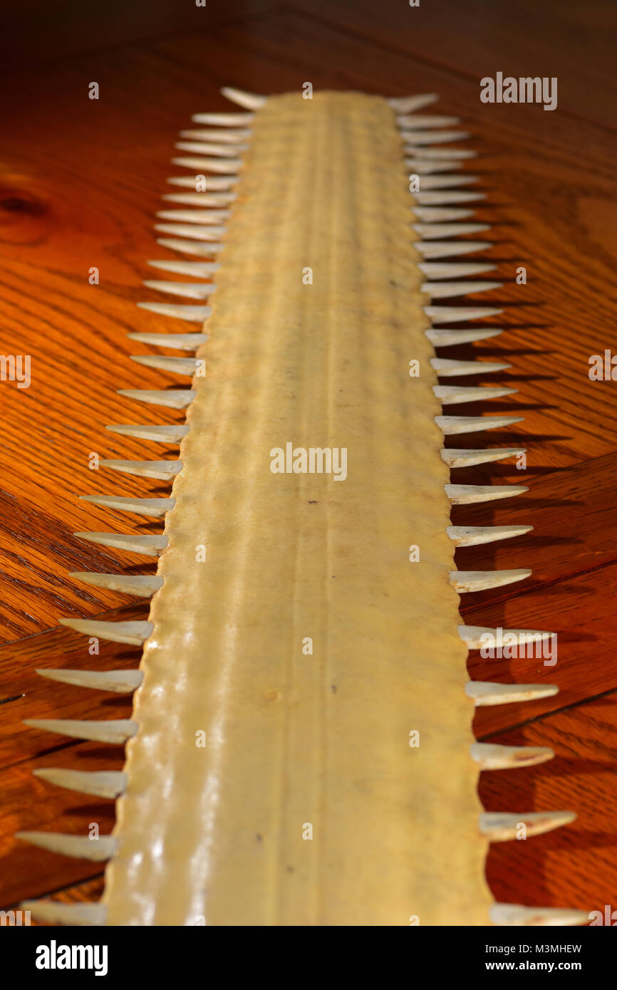 Sawfish hi-res stock photography and images - Alamy