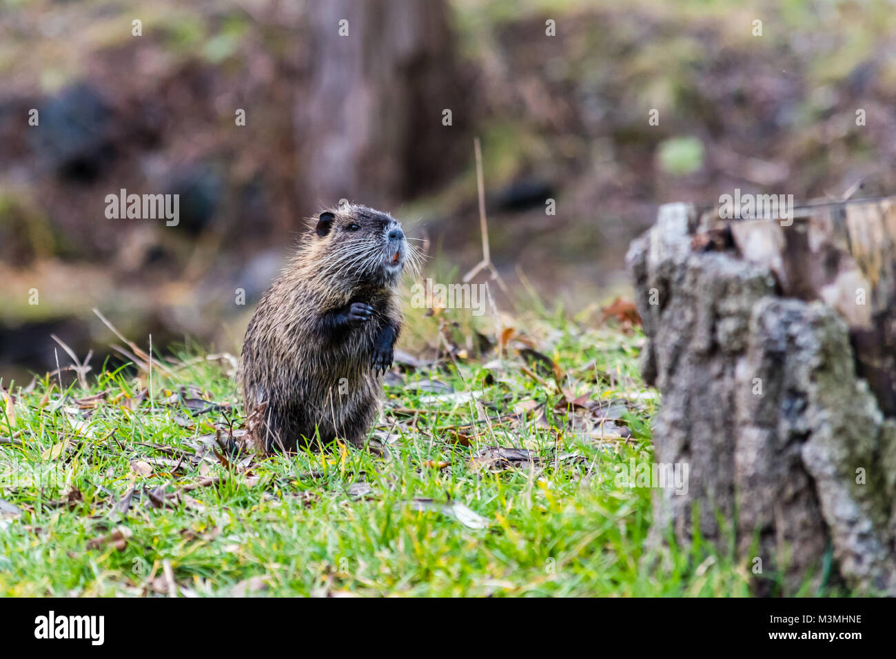 Small young curious coypu standing on two legs and looking around. Near ...
