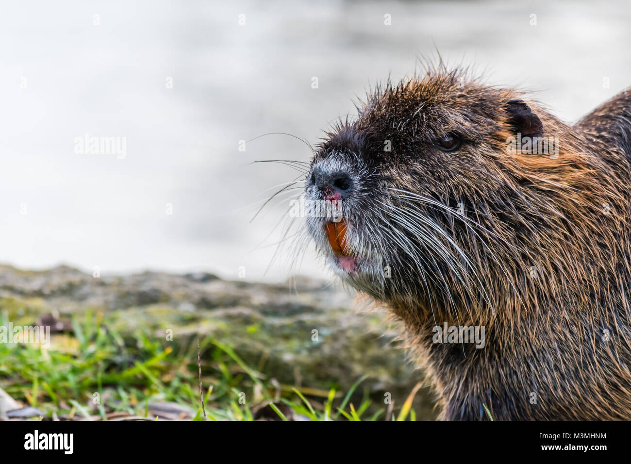 Wounded curious coypu near a water looking around. Visible big orange ...