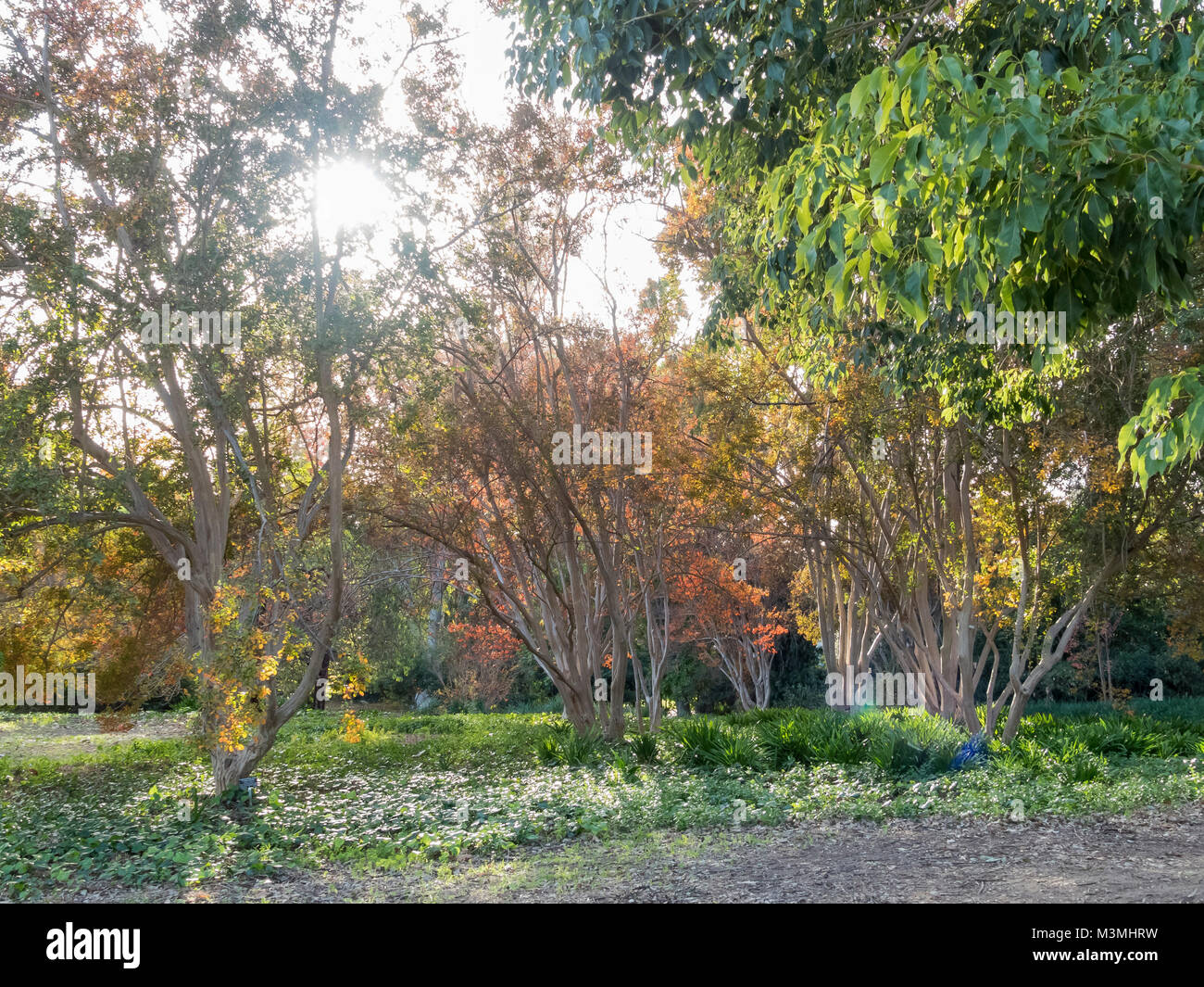 Nature pathway on a sunny day at Los Angeles County Arboretum & Botanic ...