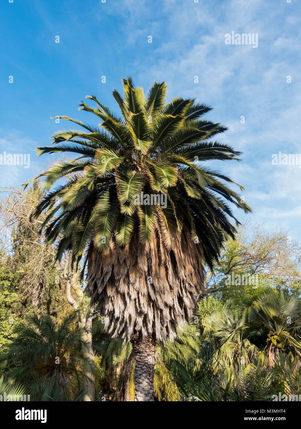 Beautiful Brahea edulis, Guadalupe Palm from Guadalupe Island at Los ...
