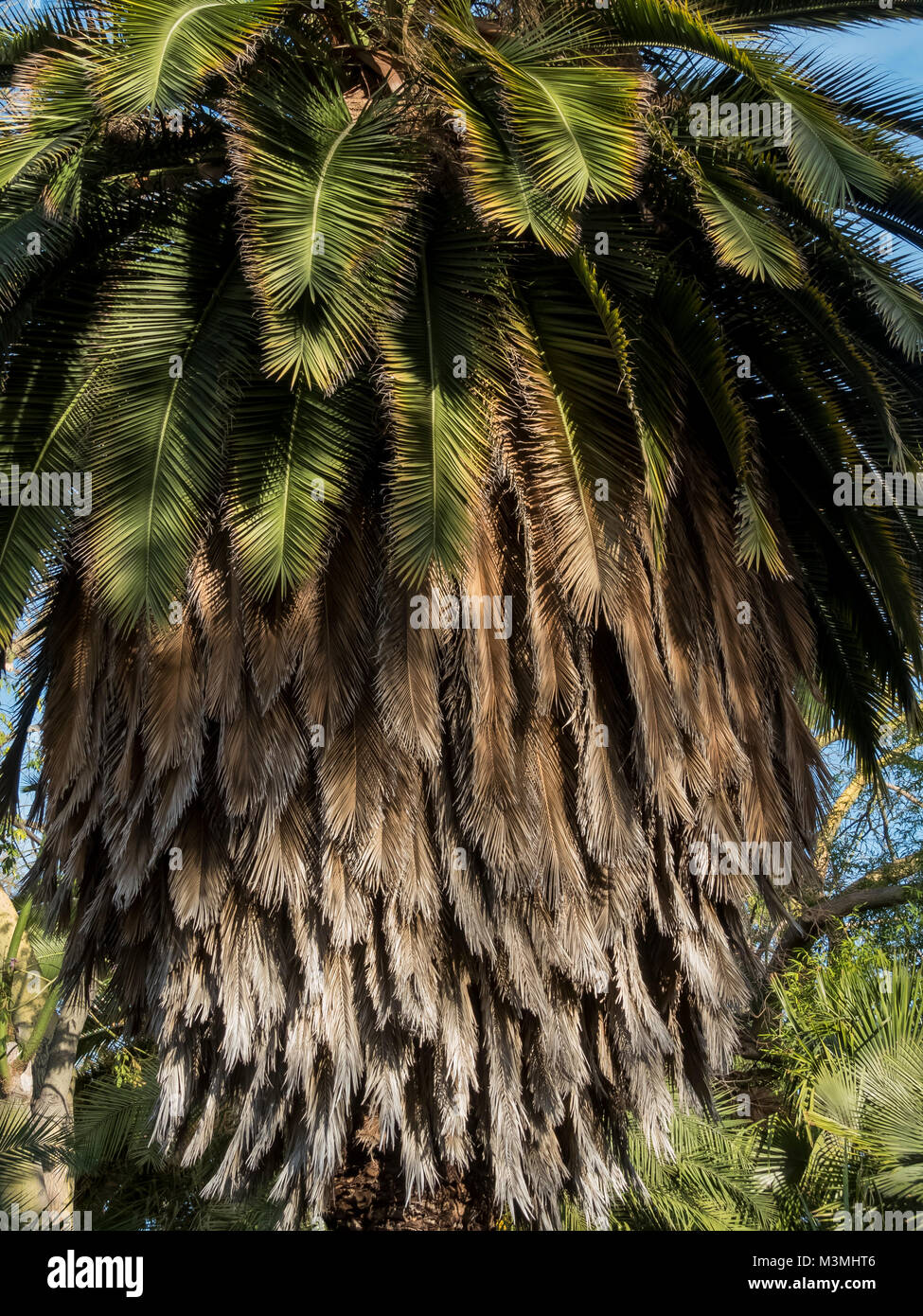 Beautiful Brahea edulis, Guadalupe Palm from Guadalupe Island at Los ...