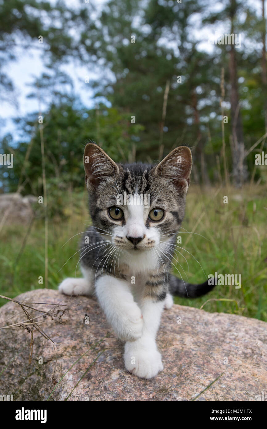 kitten/cat looking in the camera Stock Photo - Alamy