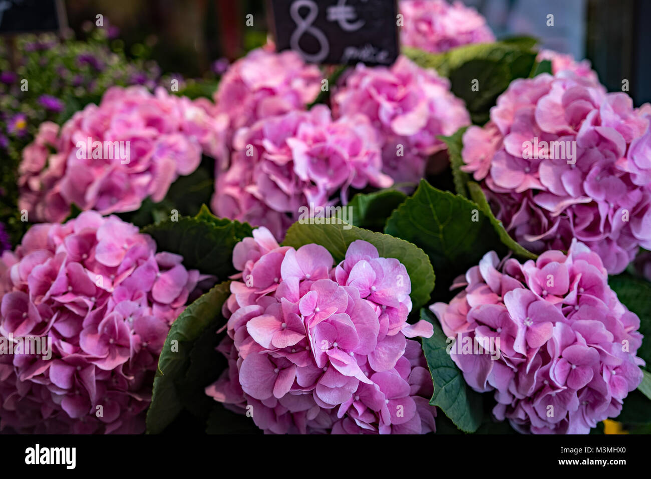 Purple Hydrangea flower Stock Photo - Alamy