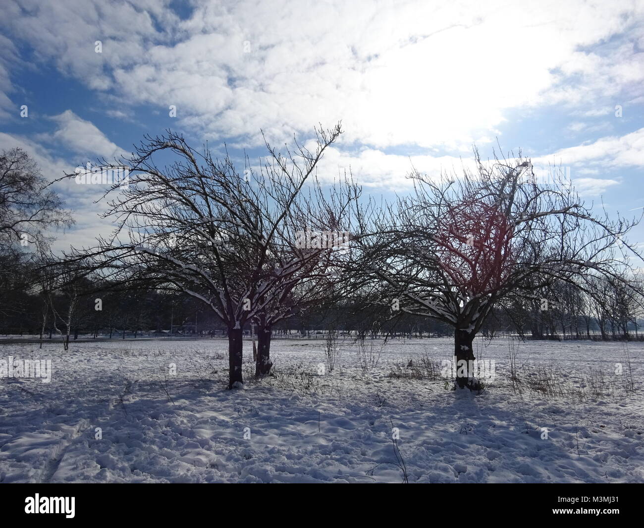 Three Trees weathering the Winter snow Stock Photo - Alamy