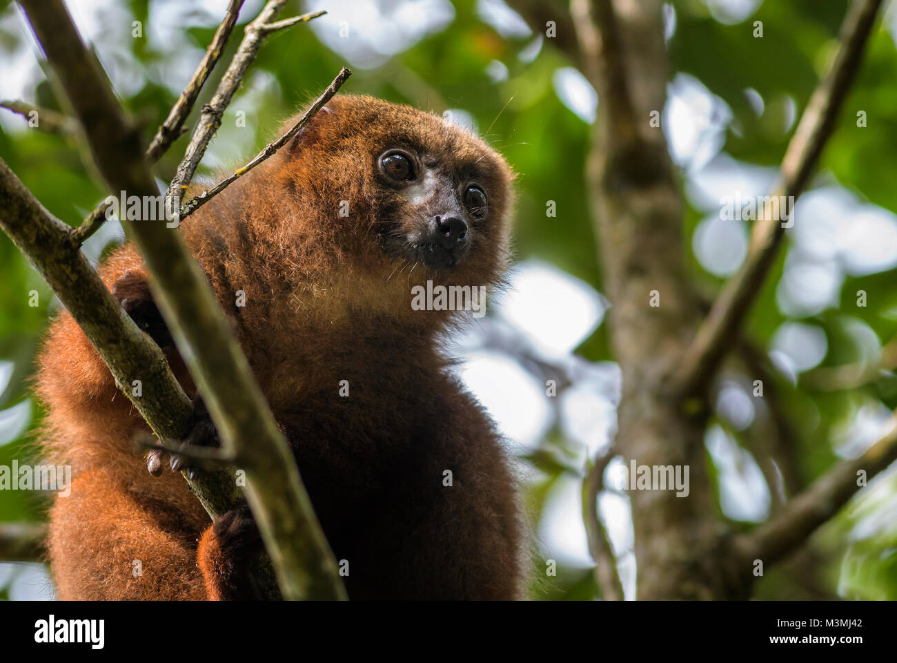 Grey bellied monkey hi-res stock photography and images - Alamy