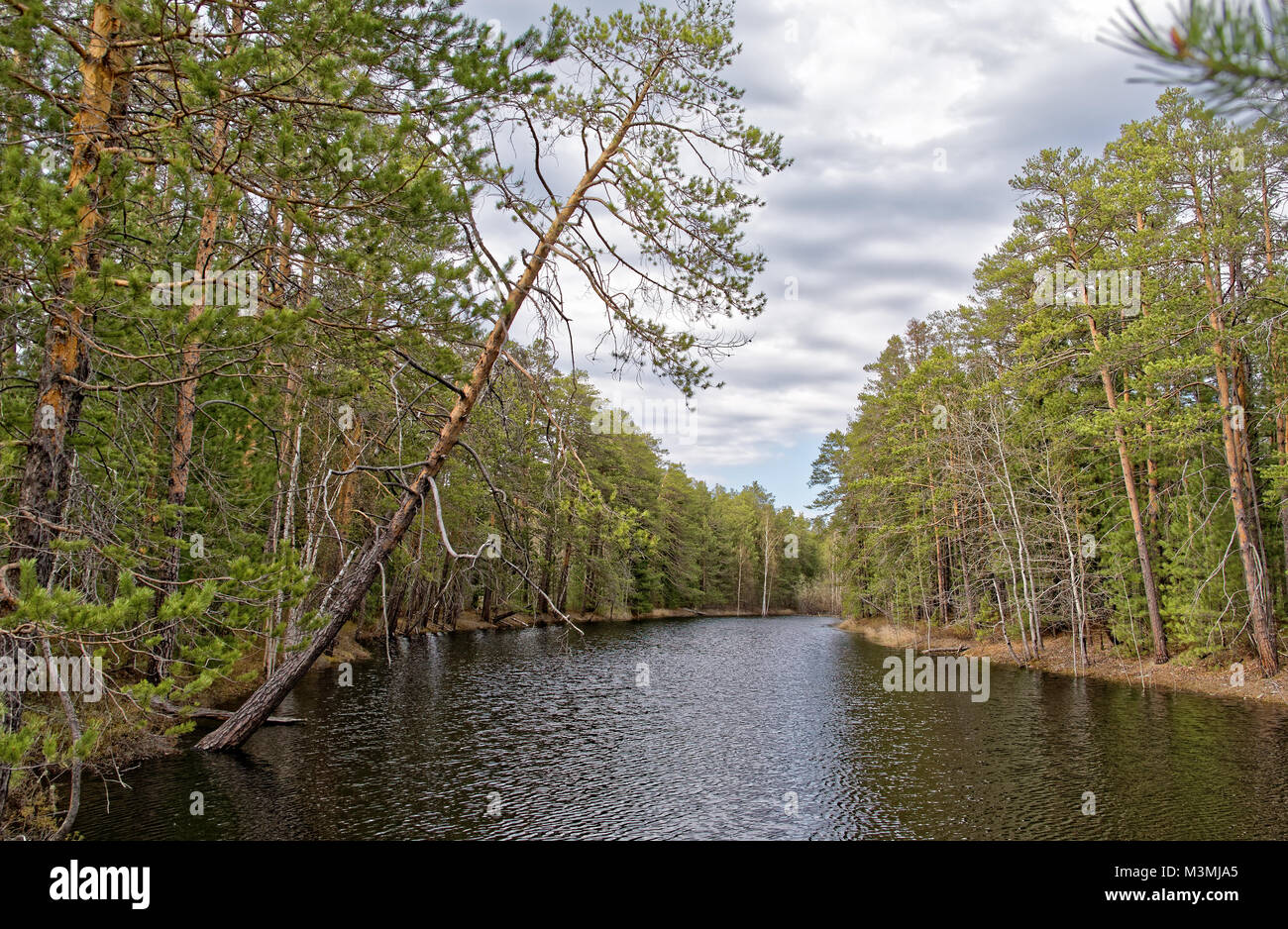 Flood on the Siberian taiga river.The splendour of pristine nature ...