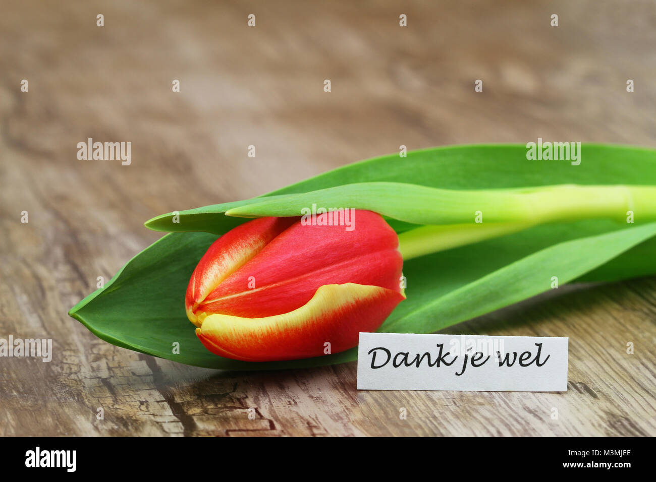 Dank je wel (which means thank you in Dutch) card with one red and ...