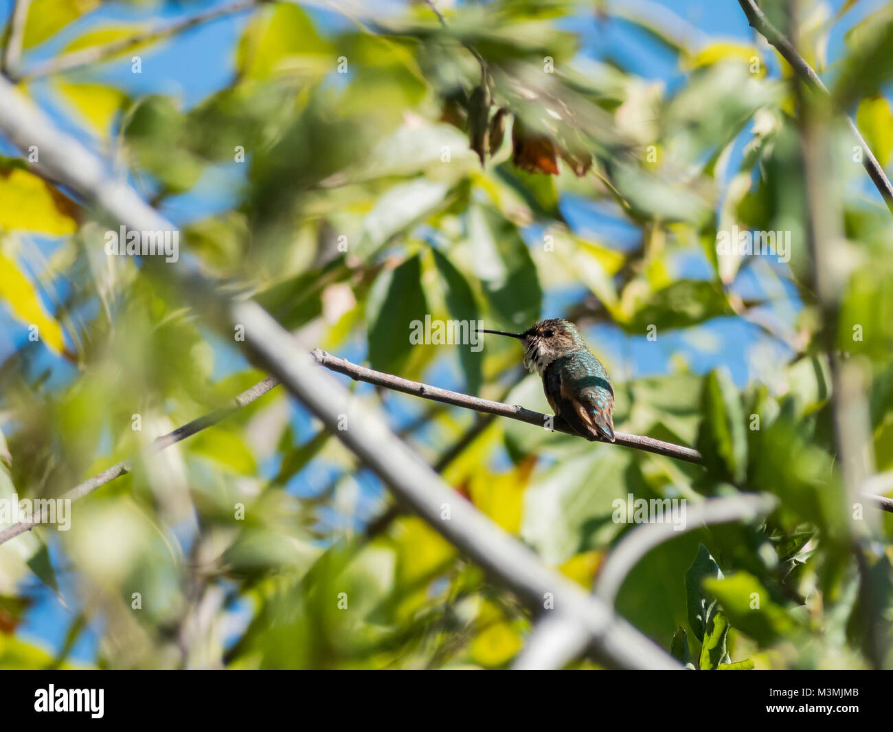 Hummingbird sitting on a branch, saw at Dantes View, Los Angeles Stock ...