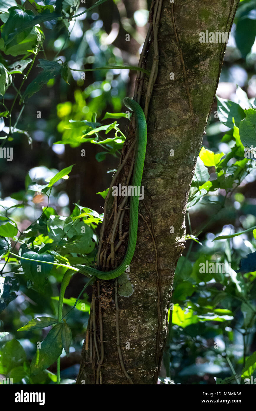 Parrot snake leptophis ahaetulla hi-res stock photography and images ...