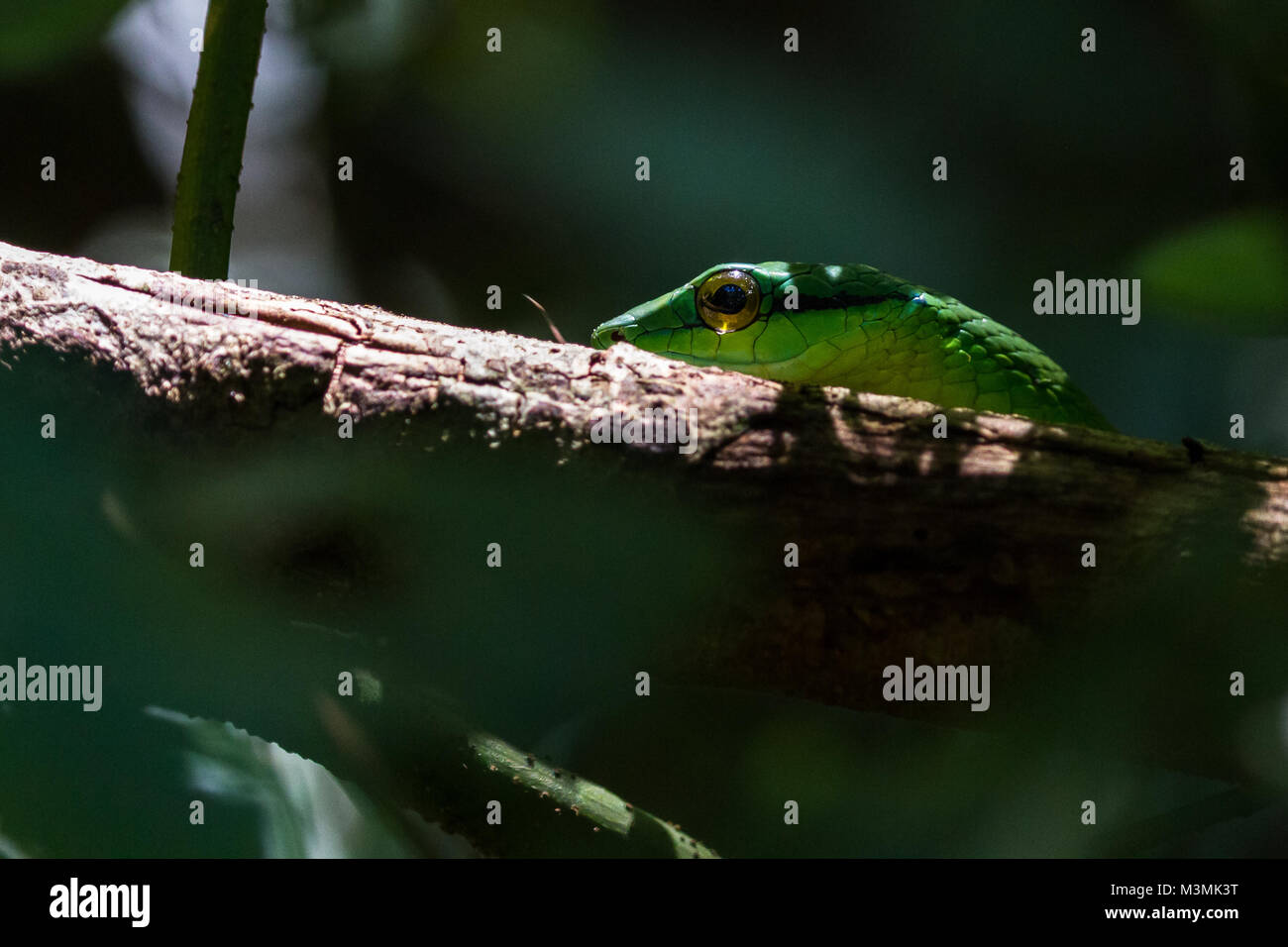 Parrot snake leptophis ahaetulla hi-res stock photography and images ...