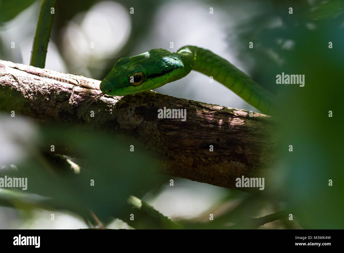Parrot snake leptophis ahaetulla hi-res stock photography and images ...