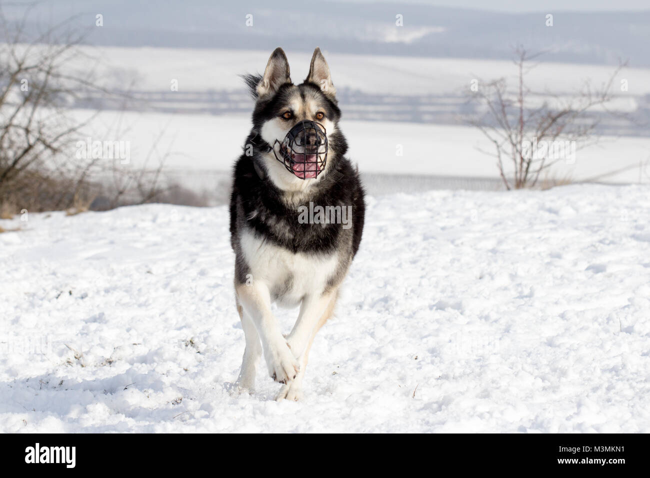 Alaskan Malamute German Shepherd Siberian Husky Mix