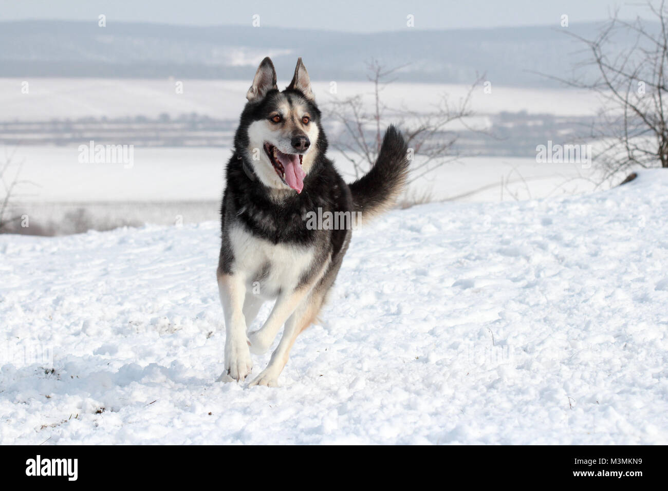 German Shepherd Husky Mix Blue Eyes