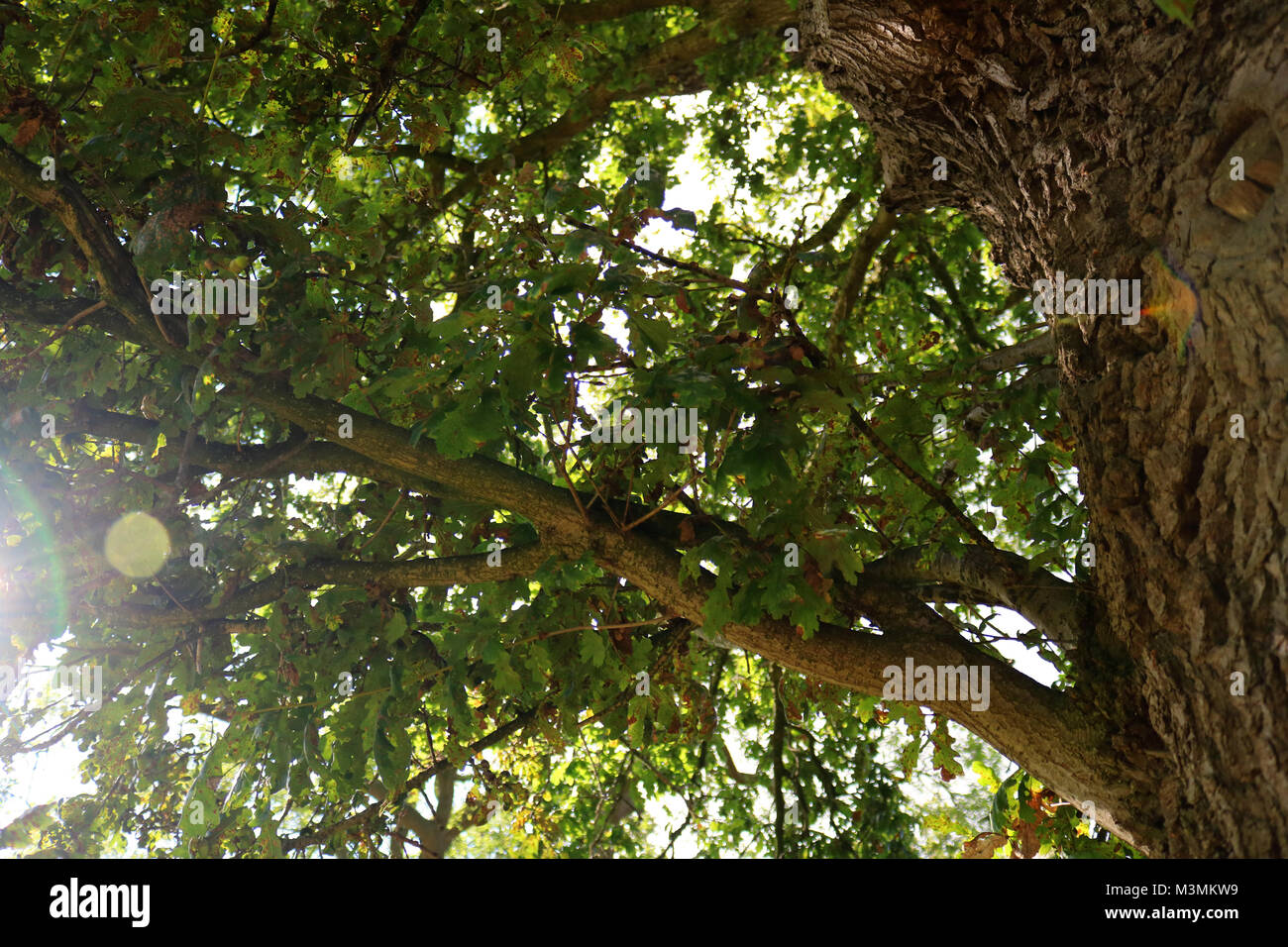 Old oak tree leaves summer hi-res stock photography and images - Alamy