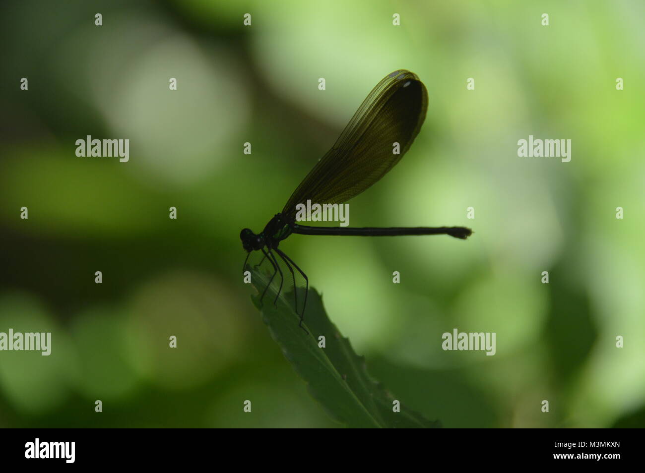 A dark blue mayfly sitting on a green leaf with green foliage (blurry ...