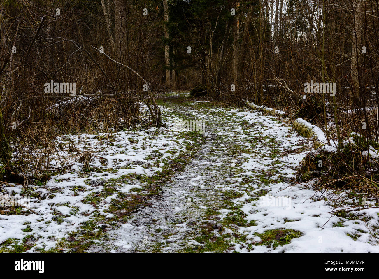 frozen country side by the forest covered with snow Stock Photo - Alamy