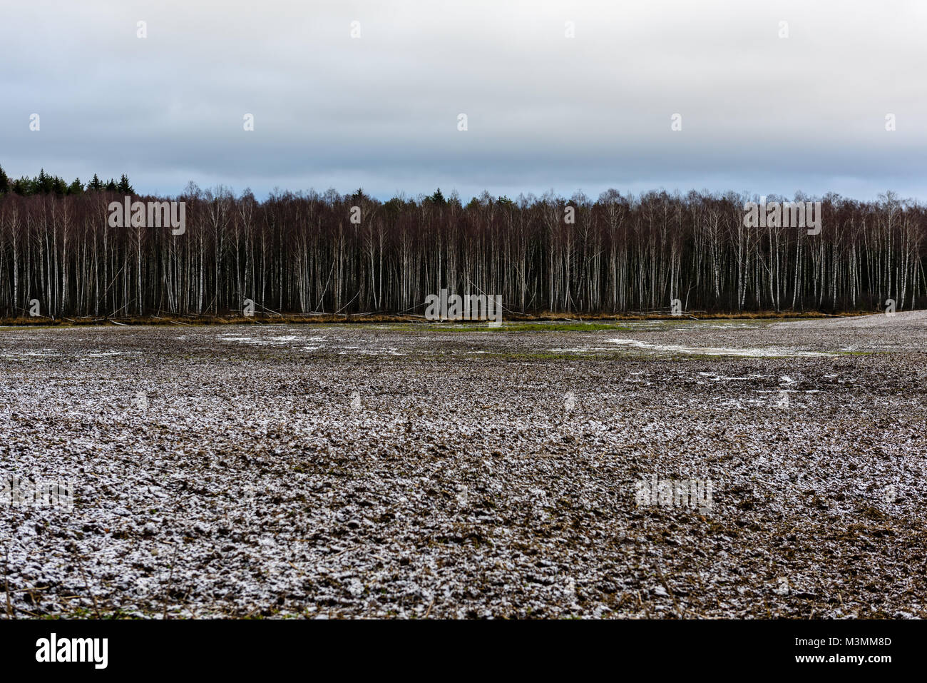 frozen country side by the forest covered with snow Stock Photo - Alamy
