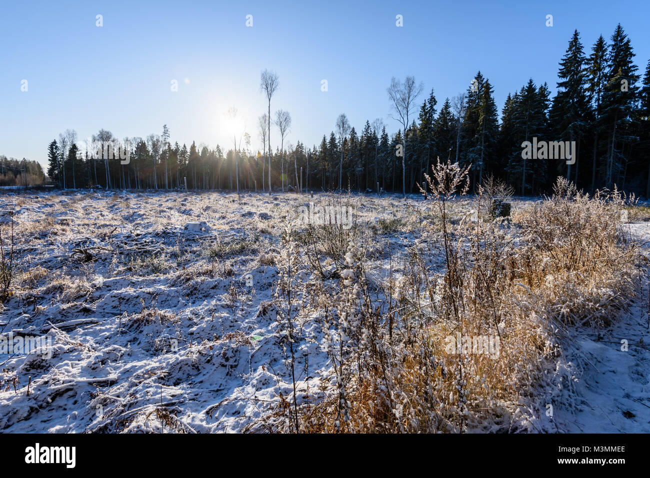 frozen country side by the forest covered with snow Stock Photo - Alamy