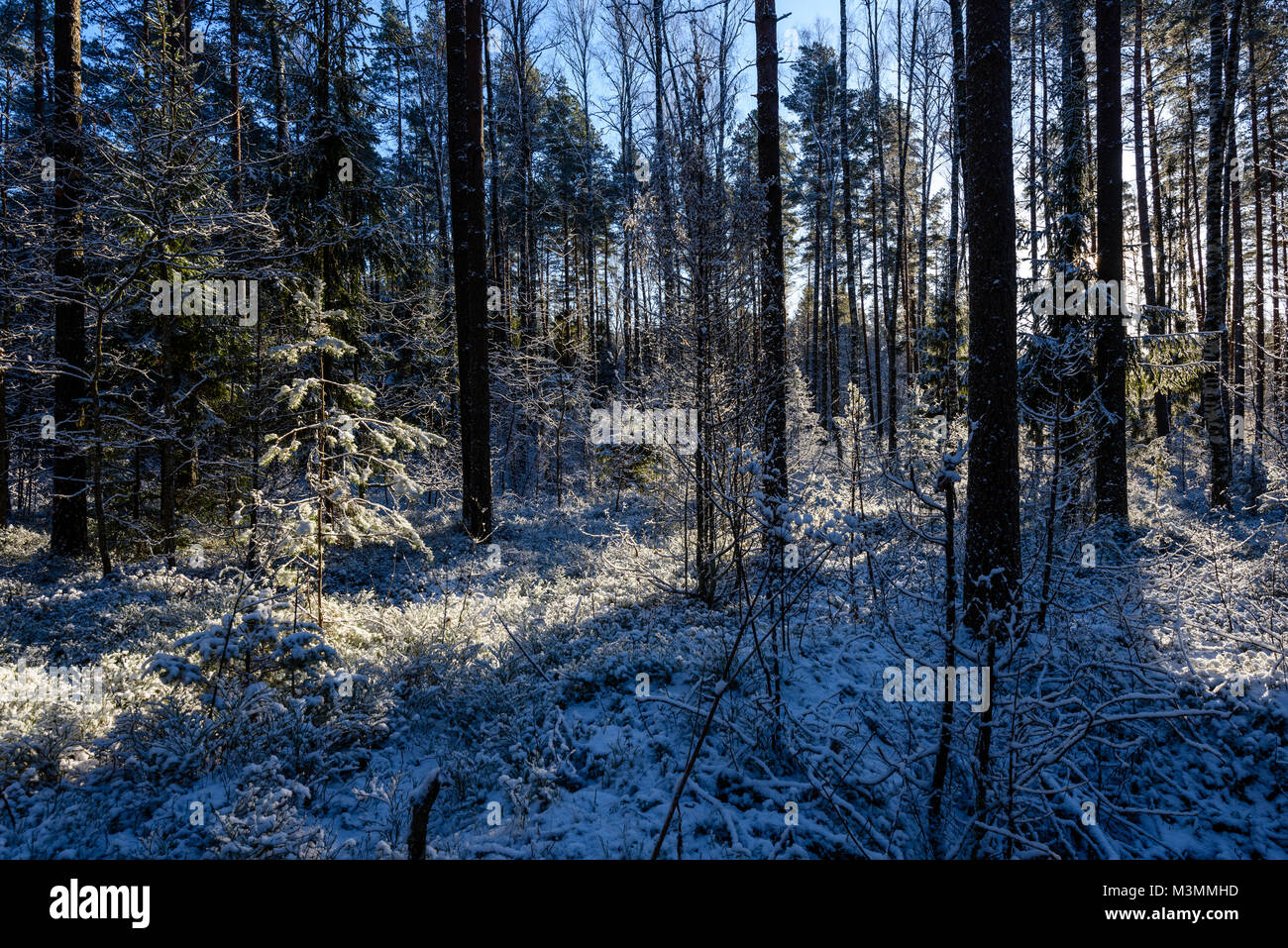 frozen country side by the forest covered with snow Stock Photo - Alamy