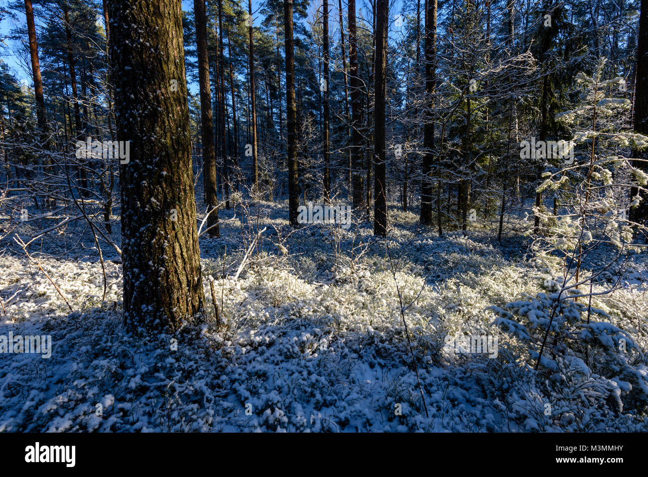 frozen country side by the forest covered with snow Stock Photo - Alamy