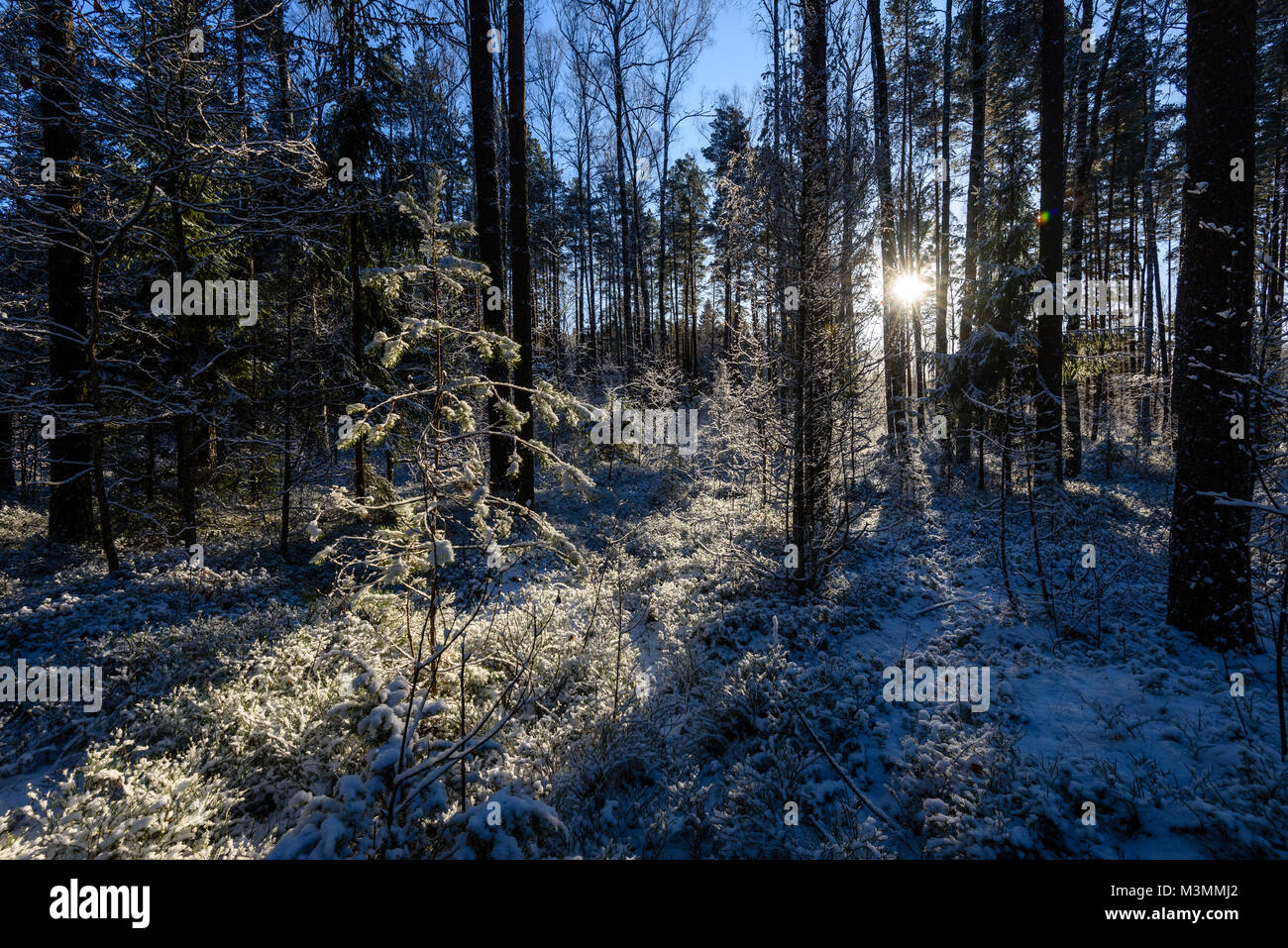 frozen country side by the forest covered with snow Stock Photo - Alamy