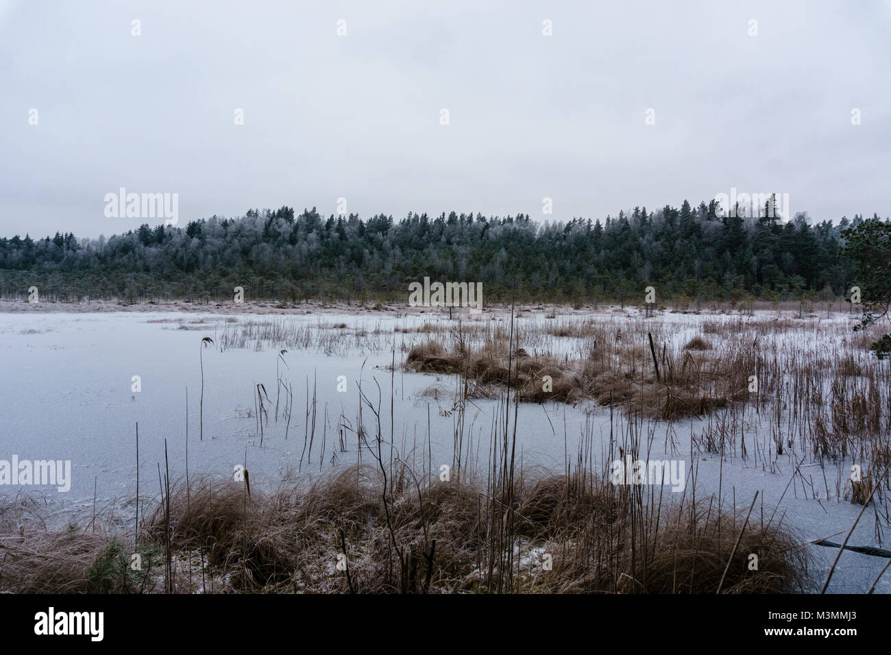 frozen country side by the forest covered with snow Stock Photo - Alamy