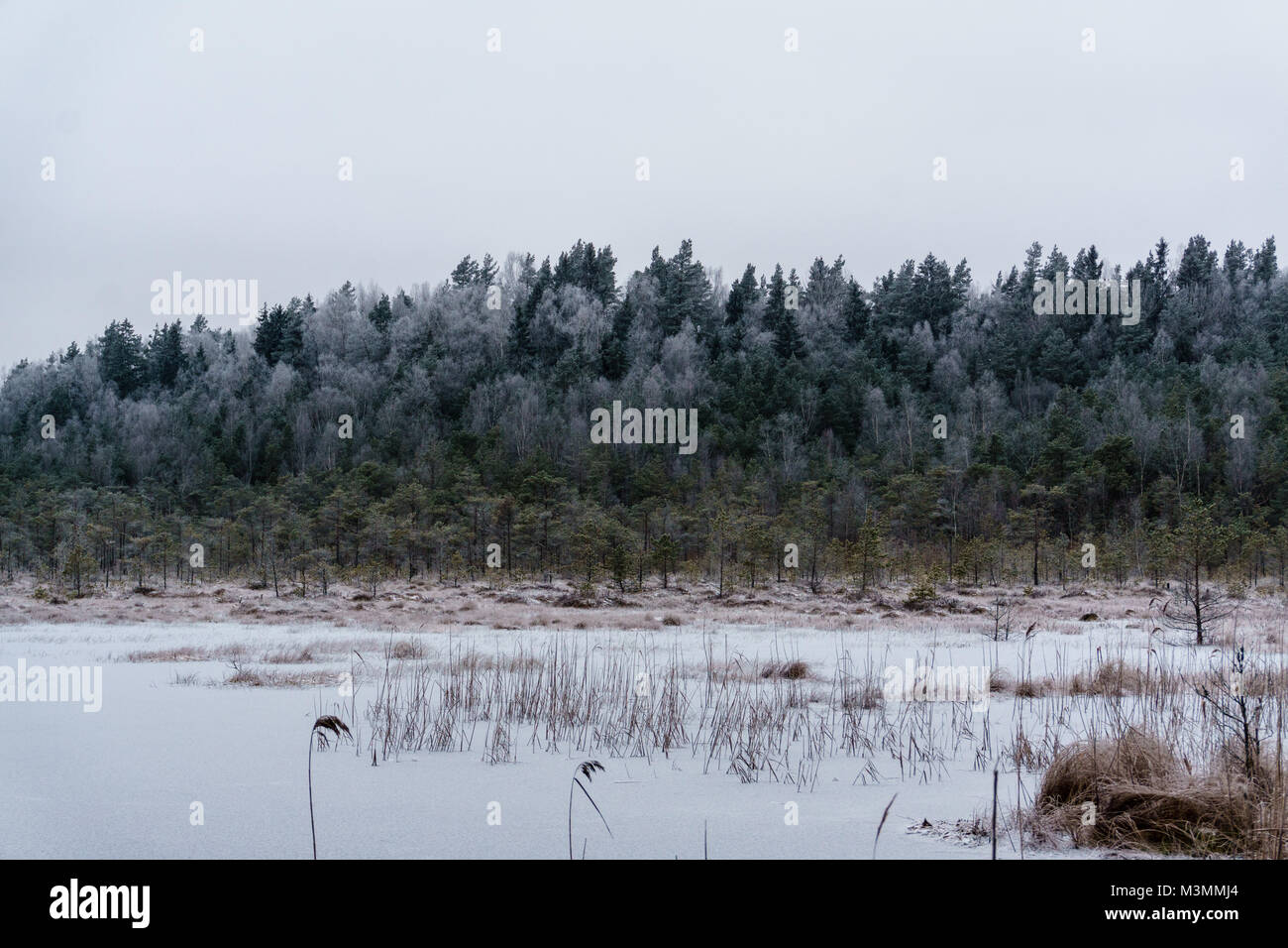 frozen country side by the forest covered with snow Stock Photo - Alamy