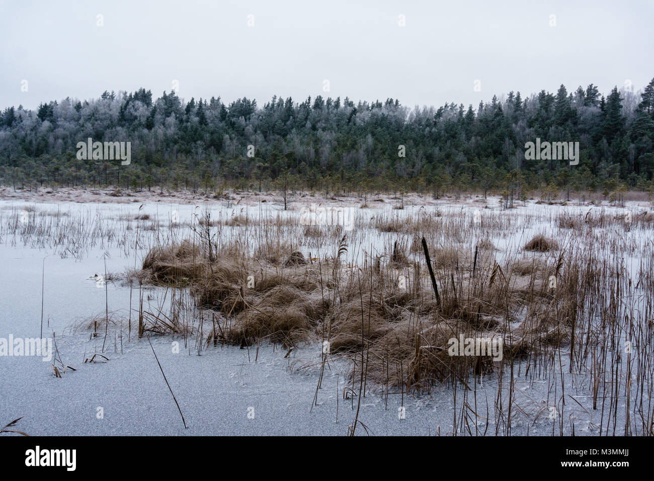 frozen country side by the forest covered with snow Stock Photo - Alamy