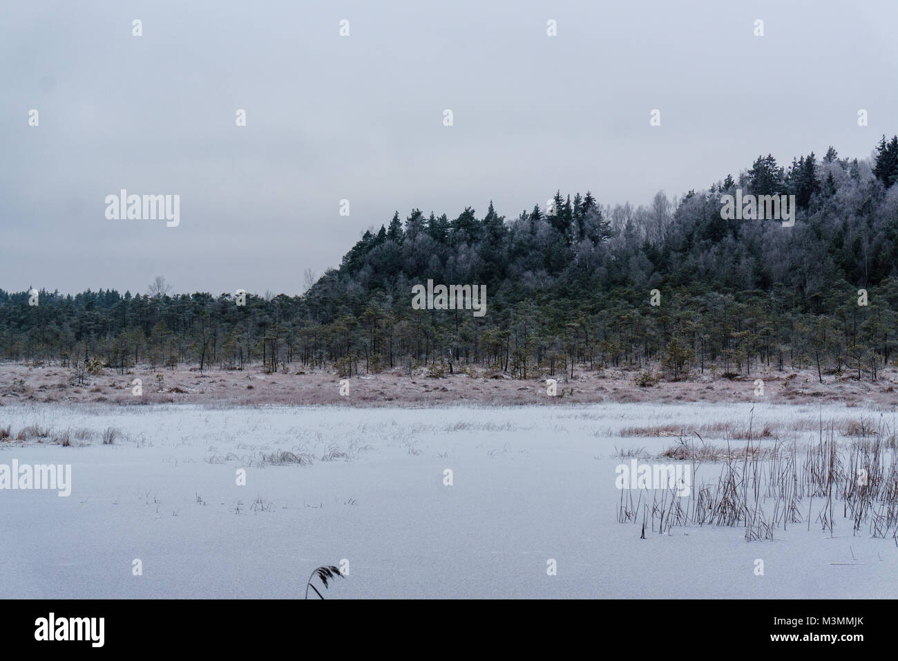 frozen country side by the forest covered with snow Stock Photo - Alamy
