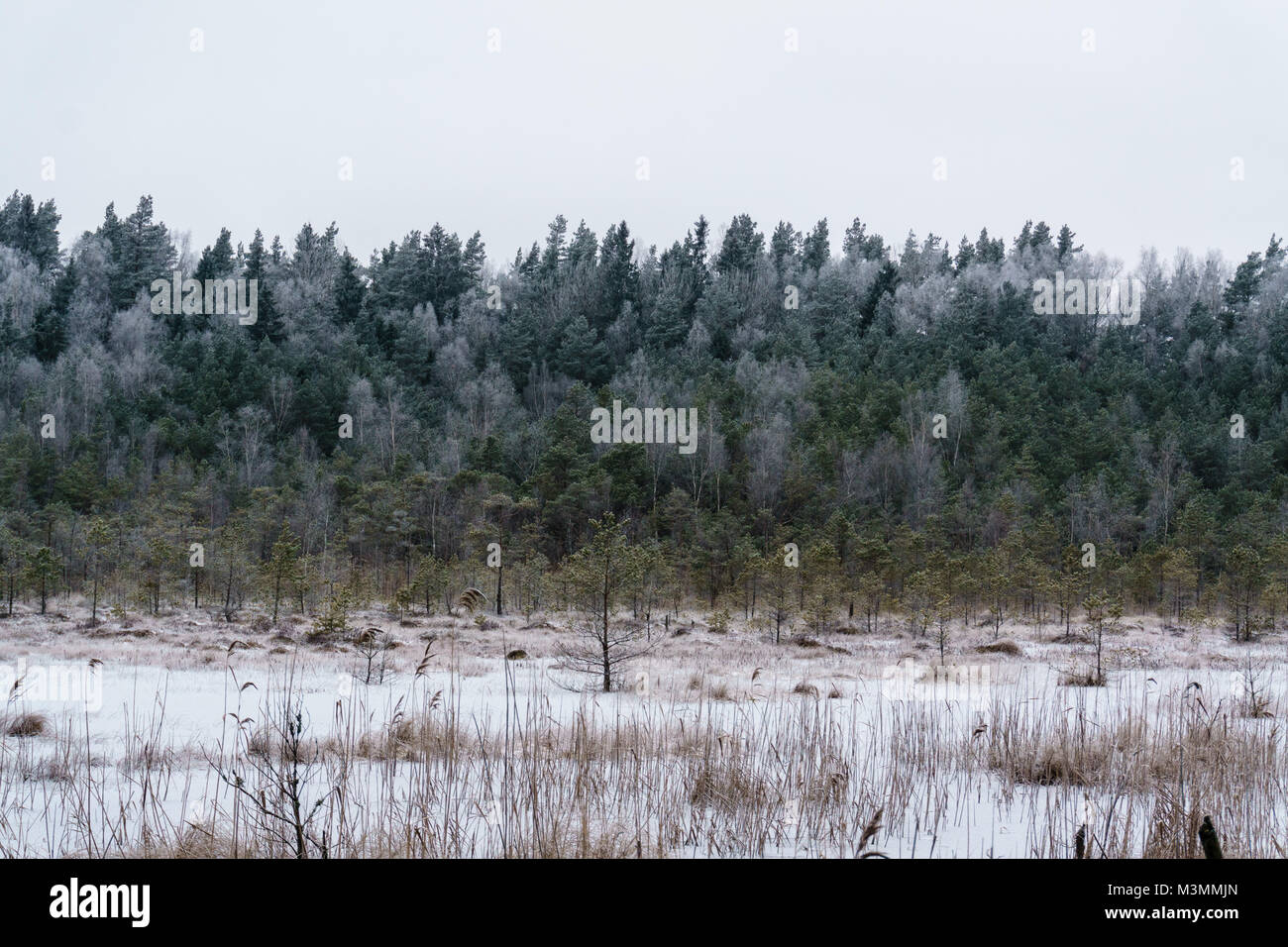 frozen country side by the forest covered with snow Stock Photo - Alamy