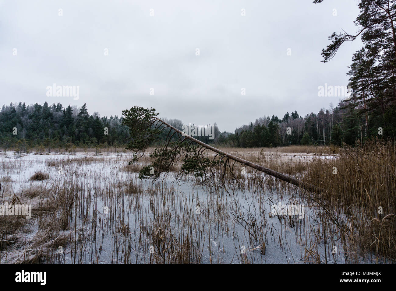 frozen country side by the forest covered with snow Stock Photo - Alamy
