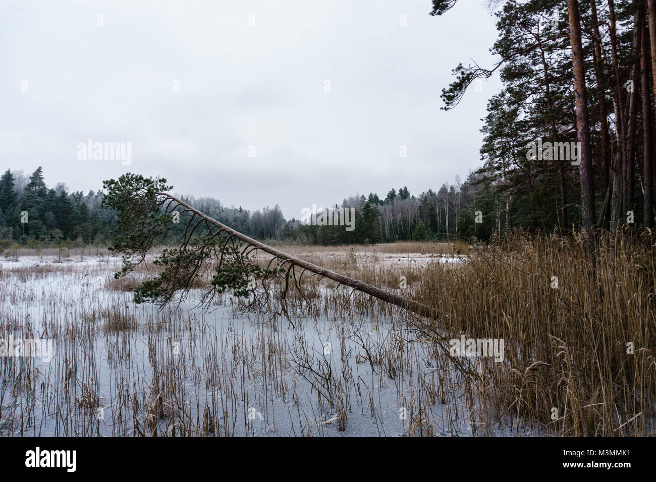 frozen country side by the forest covered with snow Stock Photo - Alamy