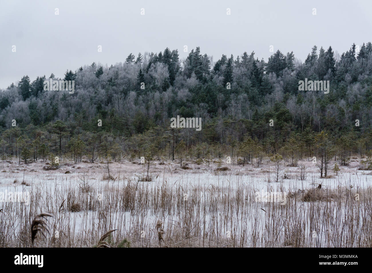 frozen country side by the forest covered with snow Stock Photo - Alamy