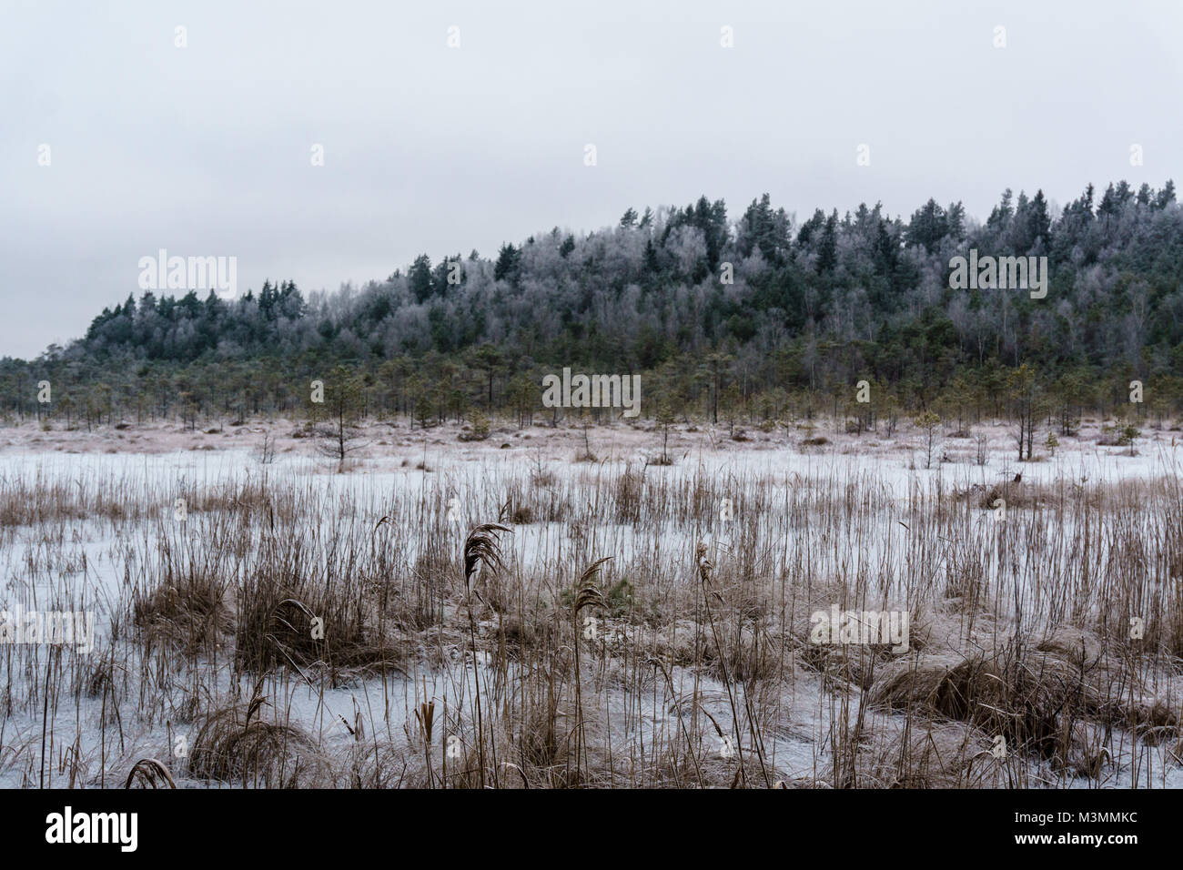 frozen country side by the forest covered with snow Stock Photo - Alamy