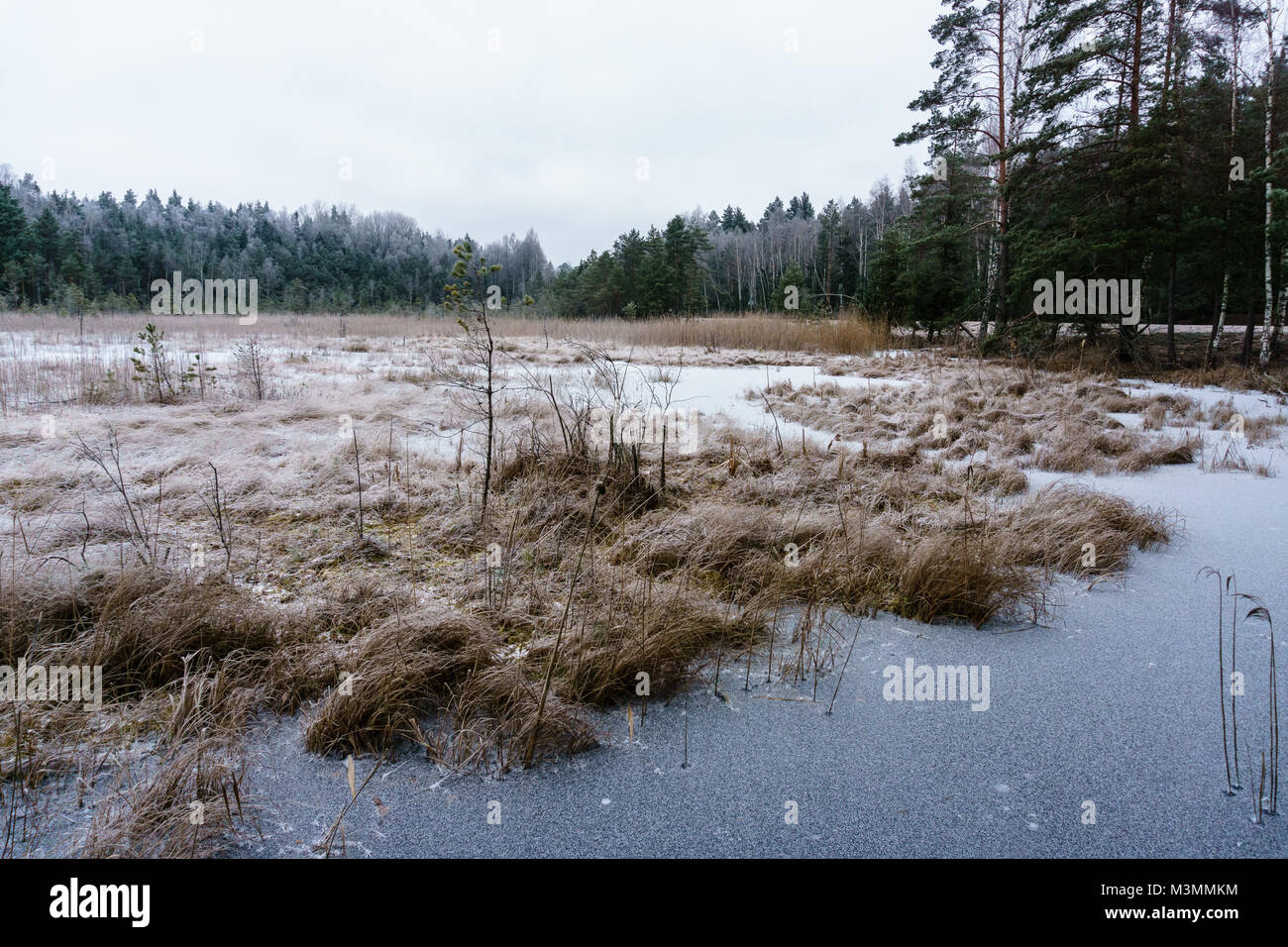 frozen country side by the forest covered with snow Stock Photo - Alamy