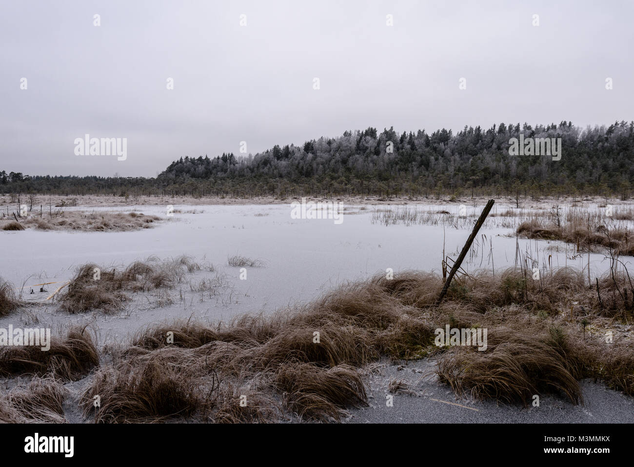 frozen country side by the forest covered with snow Stock Photo - Alamy