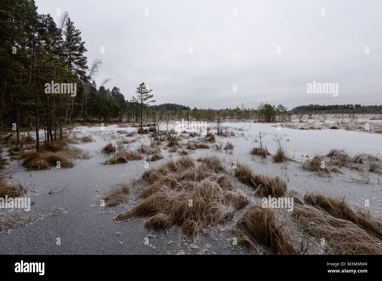 frozen country side by the forest covered with snow Stock Photo - Alamy
