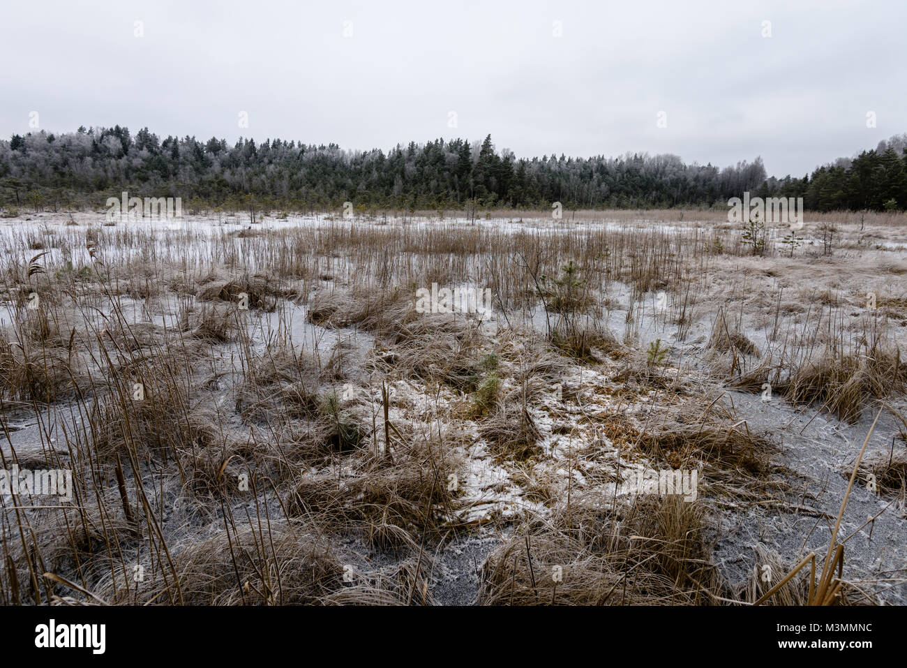 frozen country side by the forest covered with snow Stock Photo - Alamy