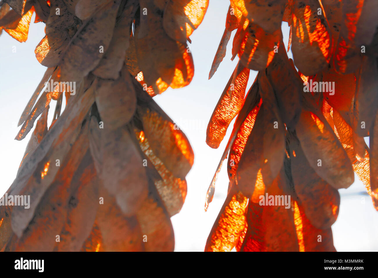 Seeds ash in beautiful hi-res stock photography and images - Alamy