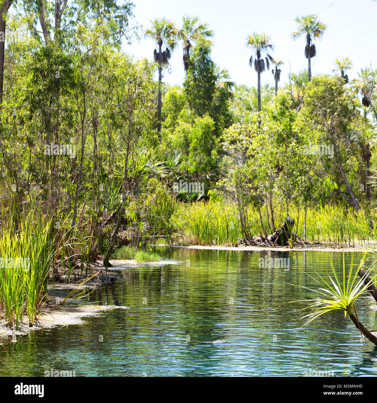 in australia mataranka river the palm and the lake in the nature Stock ...