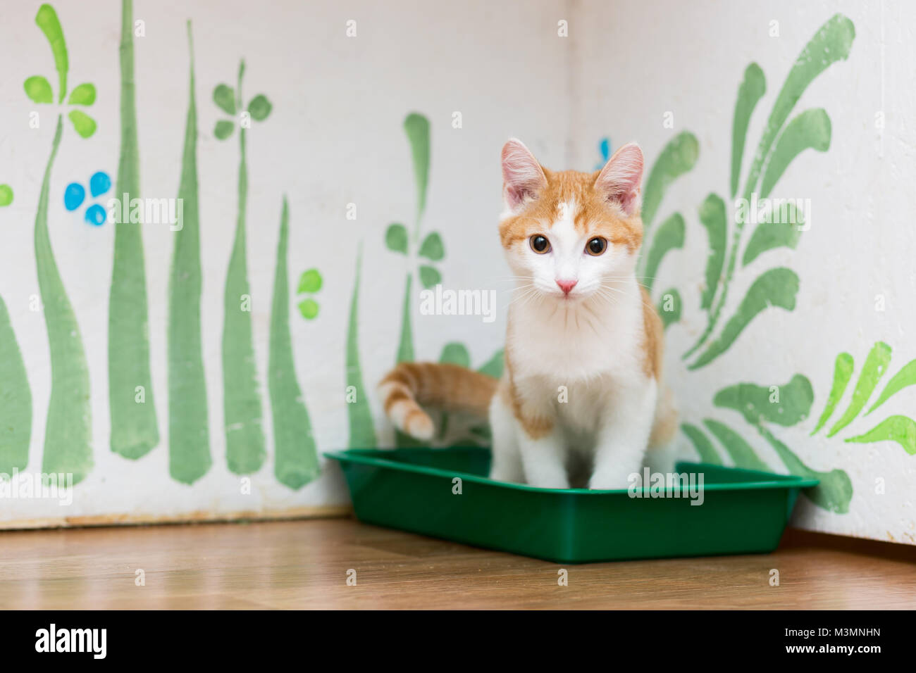 red little kitten is sitting in a cat's toilet of green color Stock ...