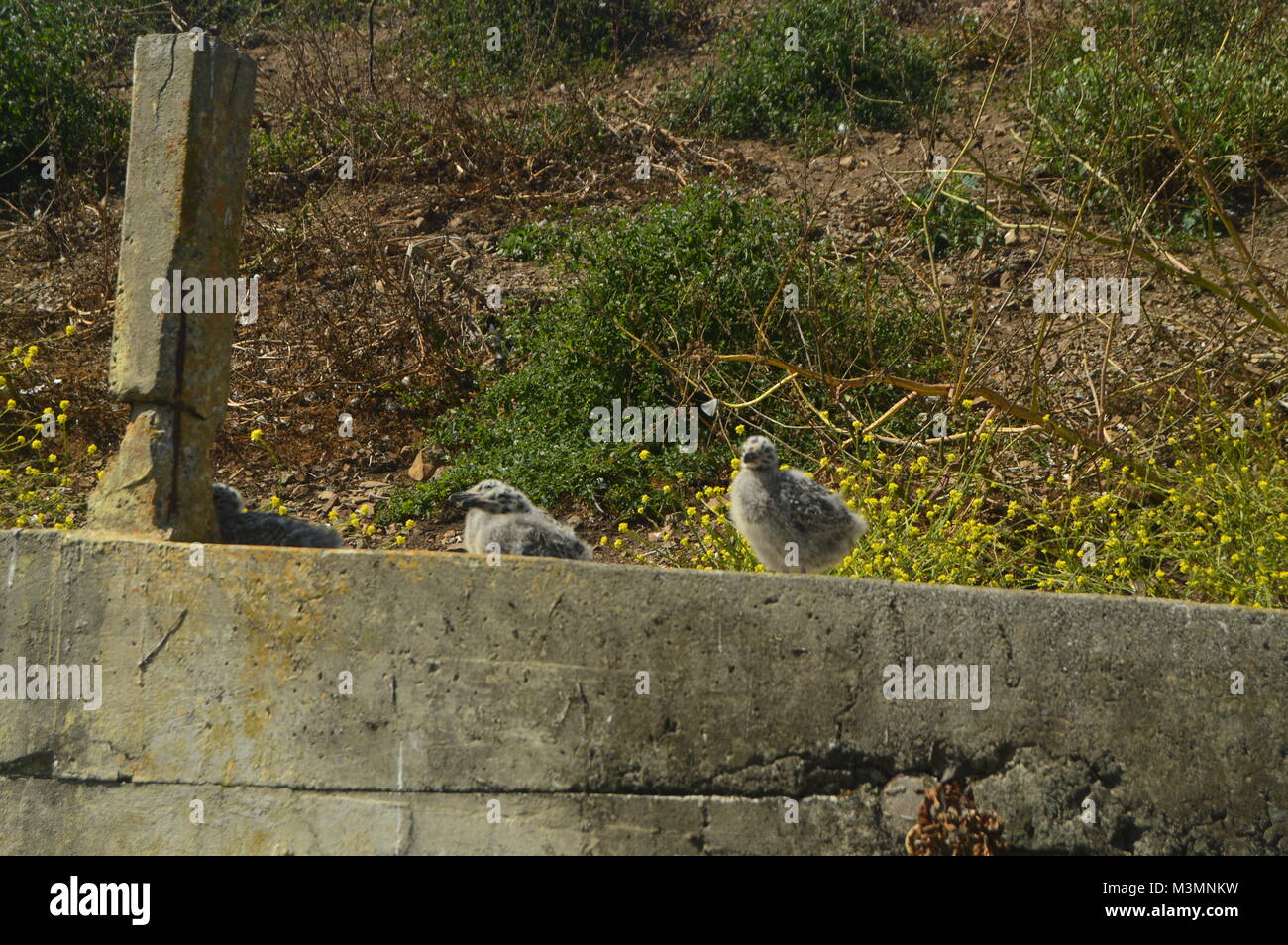 Seagulls Breeds On Alcatraz Island Seagulls Reserve. Travel Holidays ...