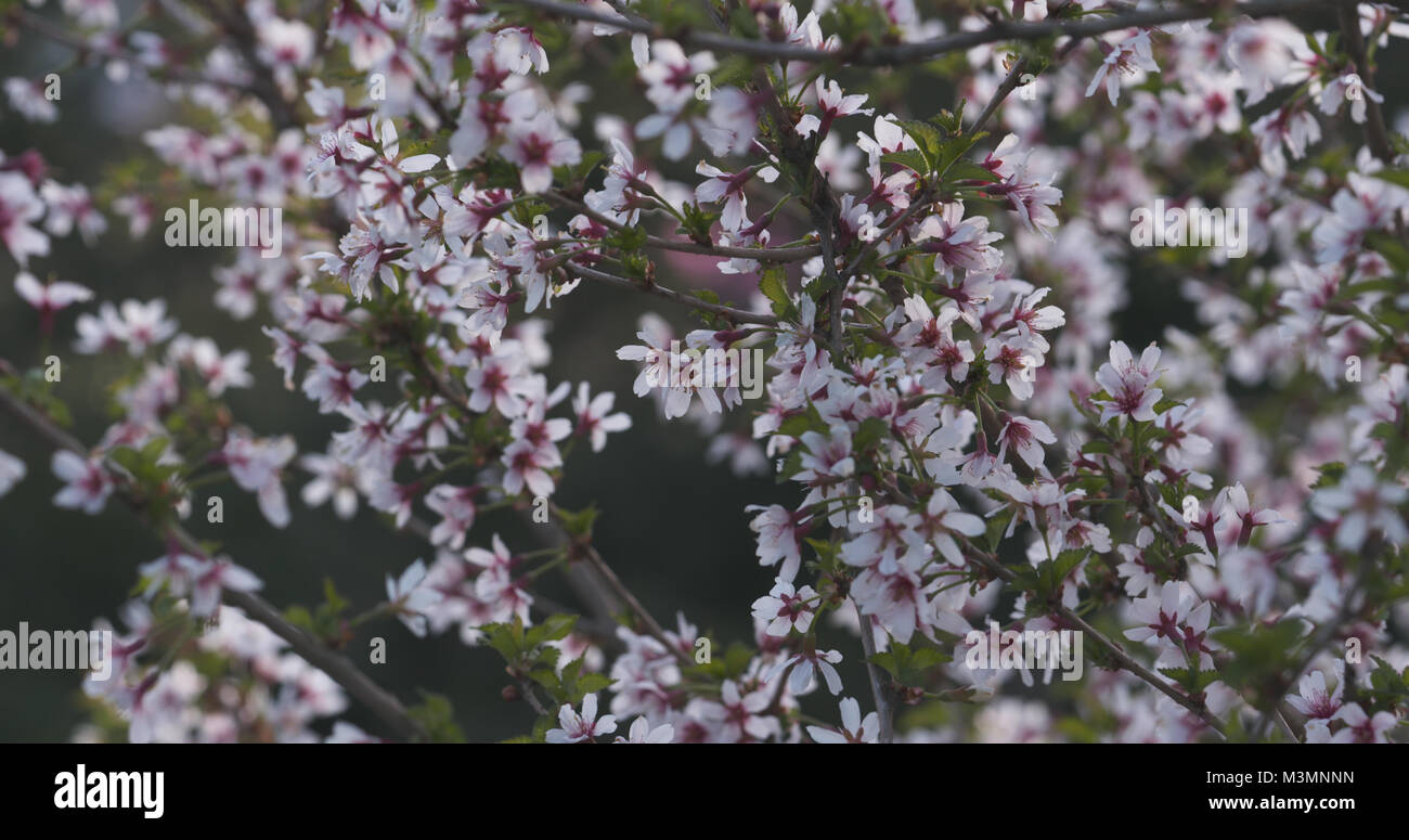 blossoming sakura tree in spring Stock Photo - Alamy