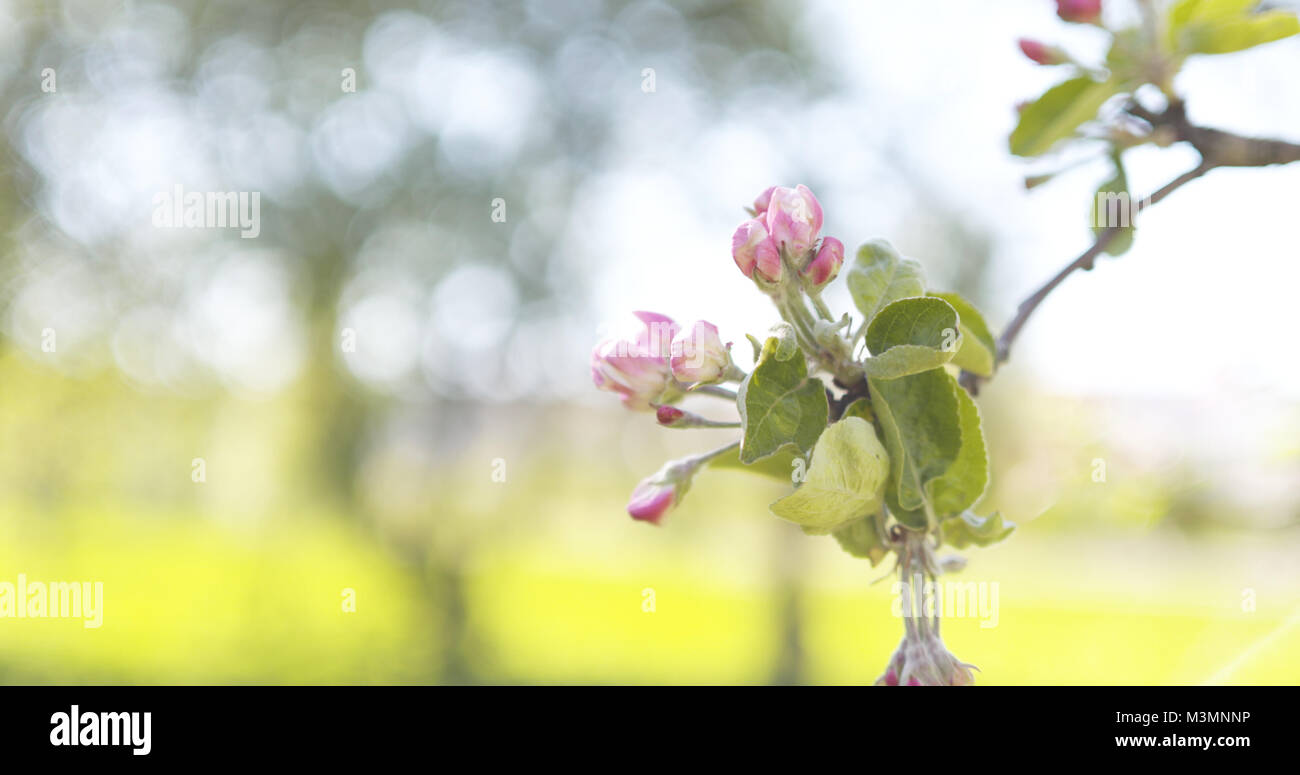 apple tree with pink flowers in a garden Stock Photo - Alamy