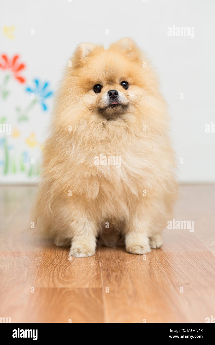 Dog breed Pomeranian red color sitting on the floor Stock Photo - Alamy